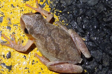 Computer repair while in the remote region of Plutarch Swamp New York