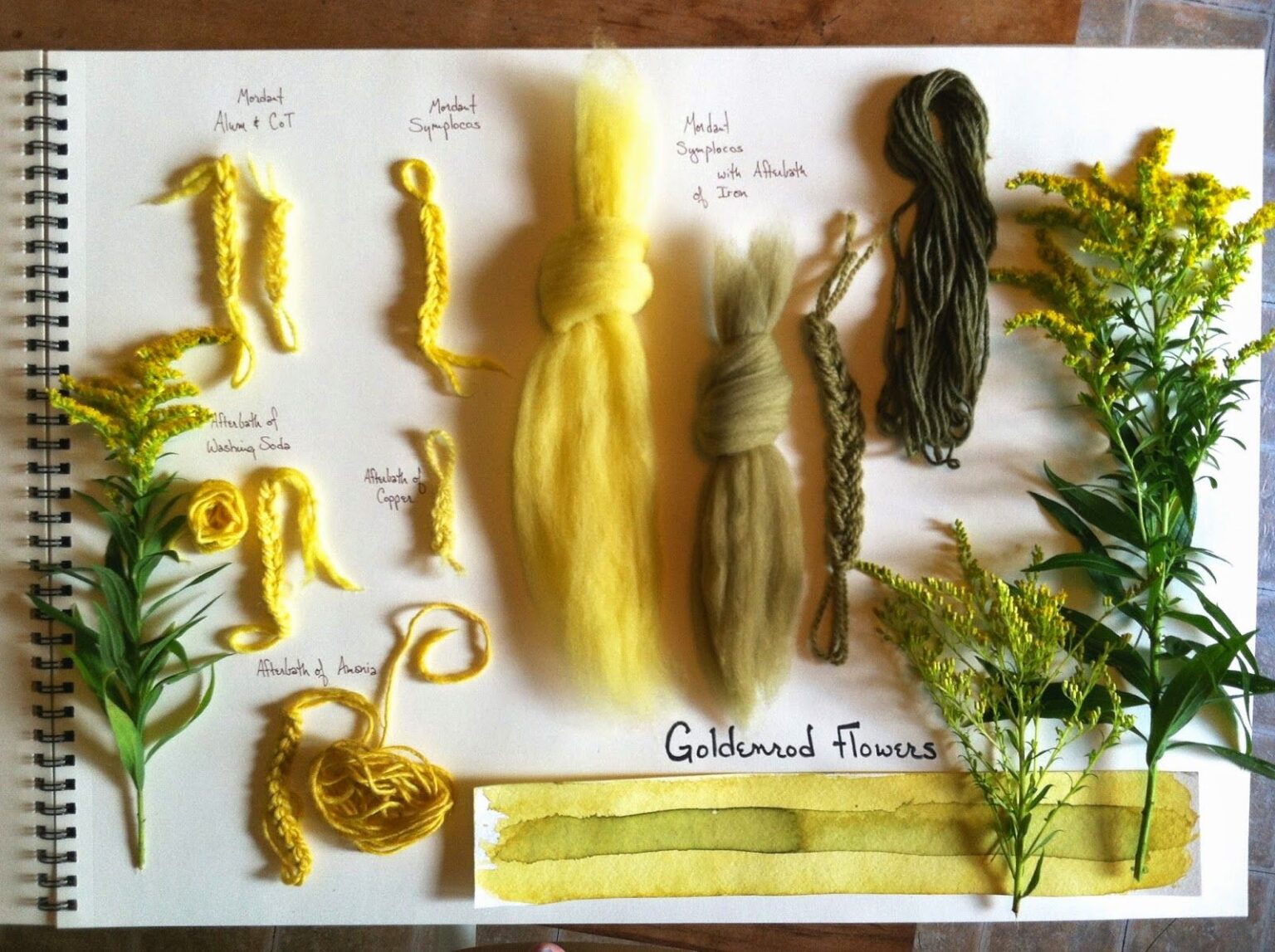 Quick Guide to Natural Dyeing With Goldenrod Flowers