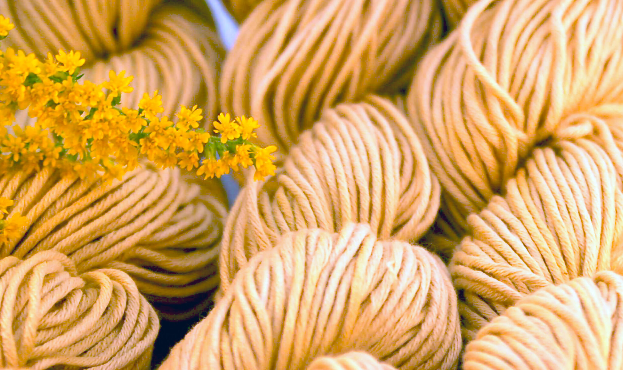 Quick Guide to Natural Dyeing With Goldenrod Flowers